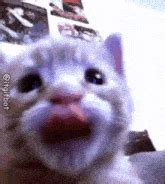Cute Cat Meme S Tenor