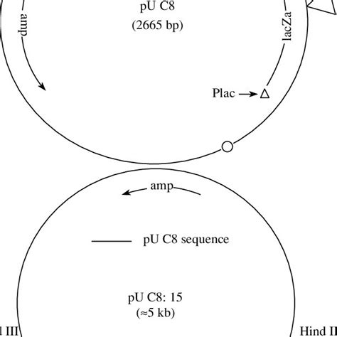 A General Description Of Plasmids Used In This Study Plasmid Puc815