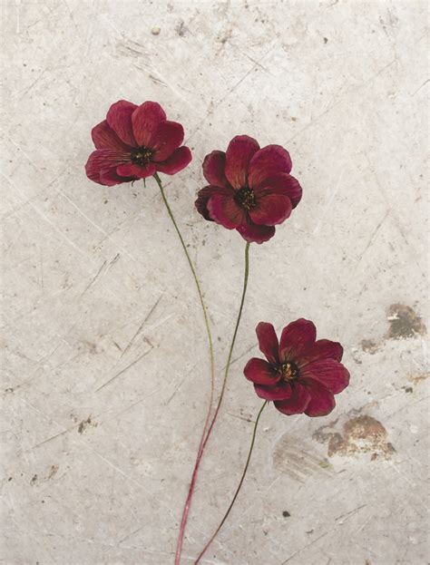 Chocolate Cosmos Flower Bouquet