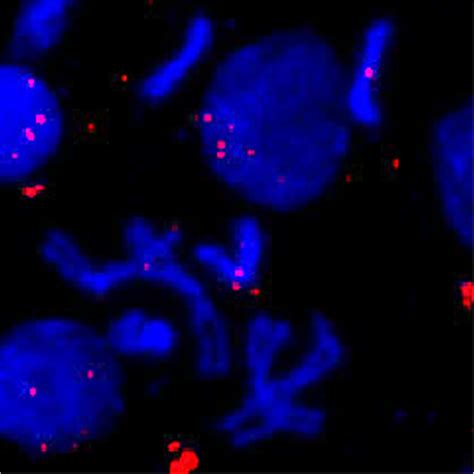 Fluorescence In Situ Hybridization Of Mitotic Chromosomes Mitotic