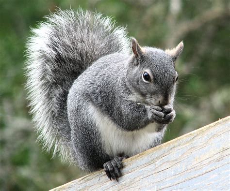 Western Gray Squirrel Range