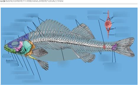 Diagram Of Boney Fish Skeleton Quizlet