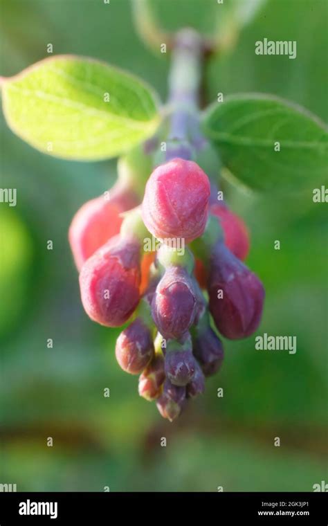 Vertical Shot Of Snowberry Bush Buds Symphoricarpos Albus Native To