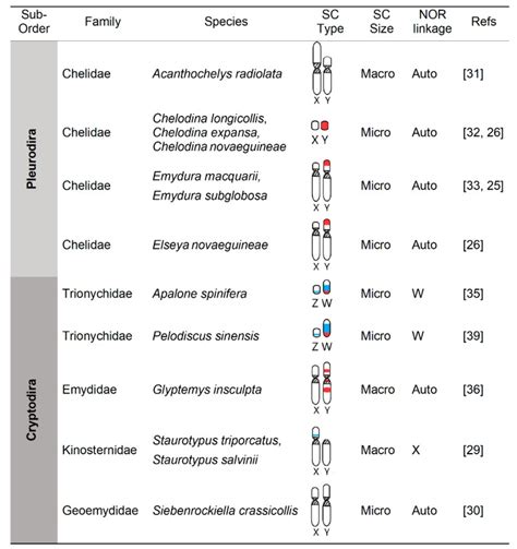 Turtle Insights Into The Evolution Of The Reptilian Karyotype And The