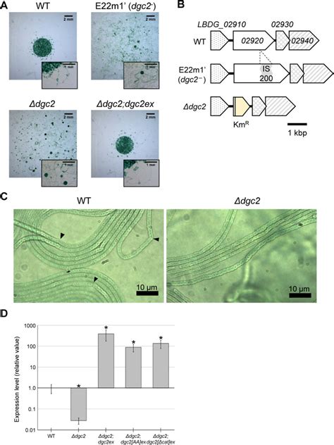 Disruption Of Dgc2 Allowed Gliding Motility And Dot Like Colony Pattern Download Scientific