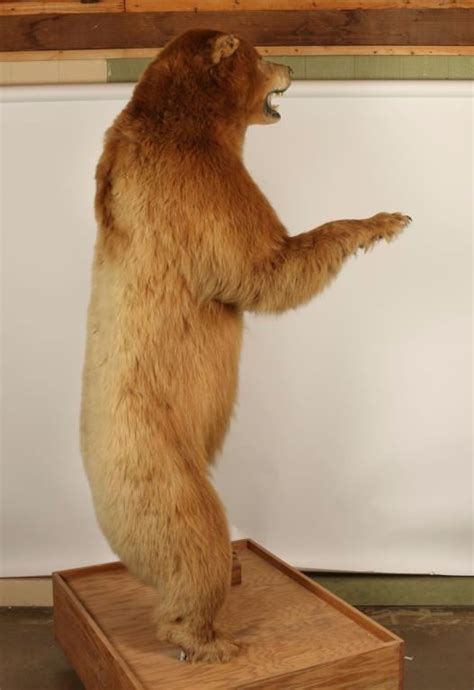 Full Standing Bear Mount
