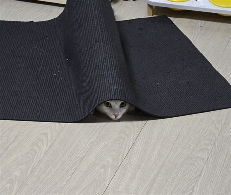 좋은 아침 고양이보고 가세요 숲 Soop 에펨코리아