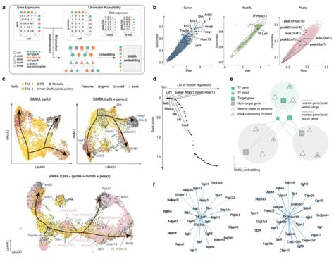 Multimodal Analysis Of The Share Seq Hair Follicle Dataset Using Simba