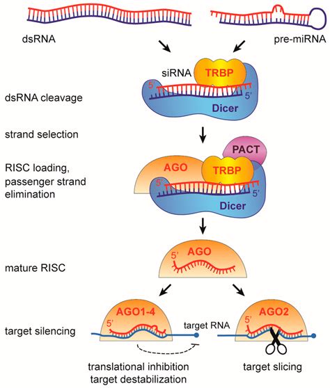 The Rna Interference Rnai Pathway In Mammals A Single Dicer Protein Download Scientific