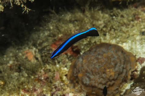 Cleaner Wrasse Facts And Photogarphs Seaunseen
