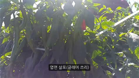 2주만에 바이러스 치료 동시에 수확량 감당이 안되는 고추 밭 남원시 소재 글래머쓰리 3회 살포 후 Youtube