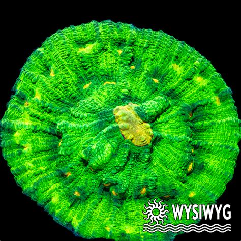 Tidal Gardens Space Invader Chalice Colony