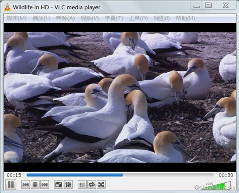 vlc简介 csdn博客