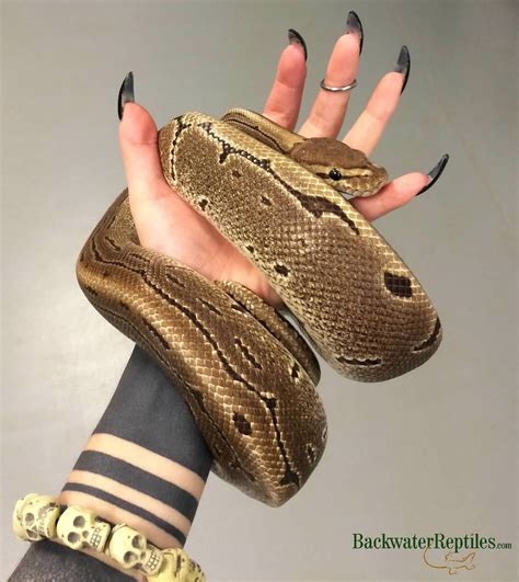 Pythons Backwater Reptiles Blog