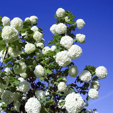 Snowball Viburnum Hedge