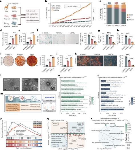 鹿角母细胞祖细胞的细胞外囊泡可逆转小鼠和猕猴的骨质流失并减轻衰老相关表型 Nature Aging X Mol