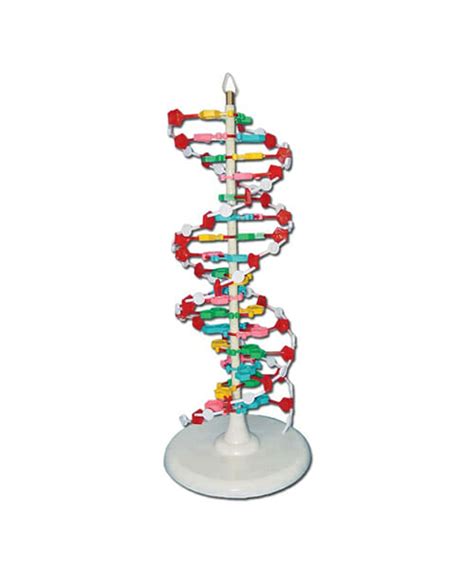 DNA Model On Base Hayat Scientific