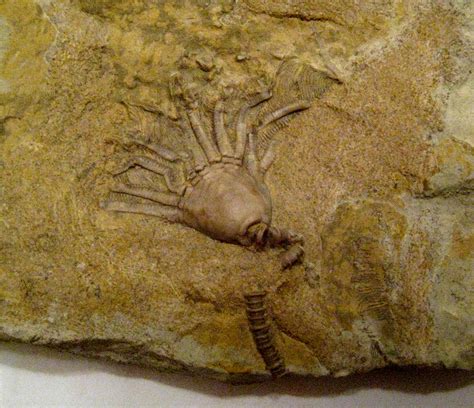 Fossils And Other Living Things Crinoids ~ A Reminder That Its Not