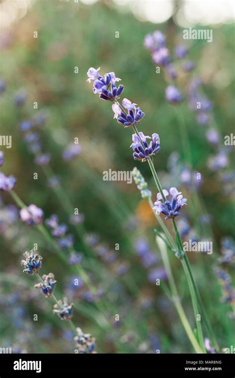 Hidcote blue lavender Stock Photo - Alamy