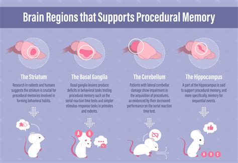 Procedural Memory Key Examples And Insights