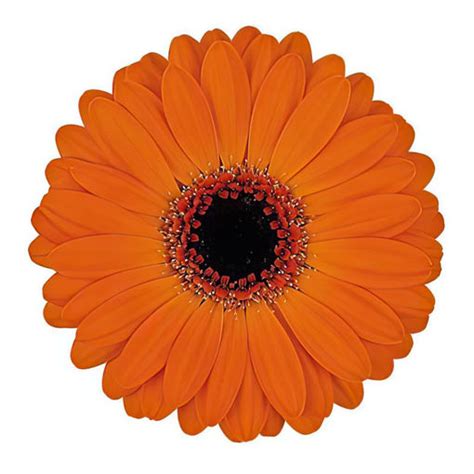 Germini Allure Wholesale Flowers Germini Flower Suppliers