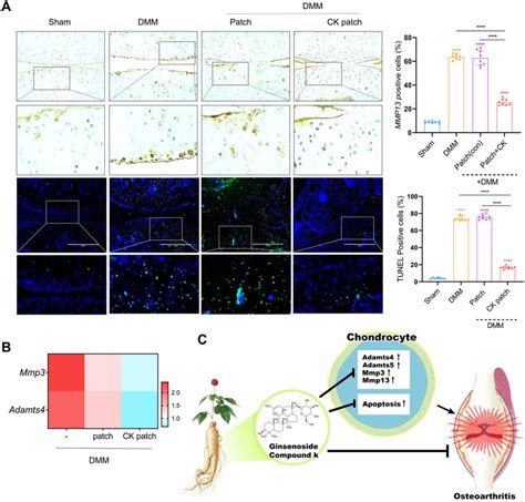 Ck Effect On Oa Pathogenesis A Expression Level Of Mmp13 And