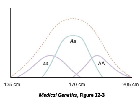 2 3 Multifactorial Inheritance Flashcards Quizlet