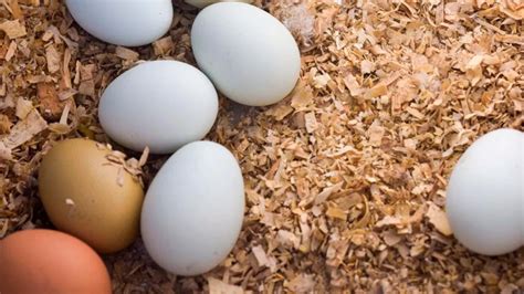 Gallinas Libres Cómo Se Producen Y Cuál Es El Precio De Los Huevos