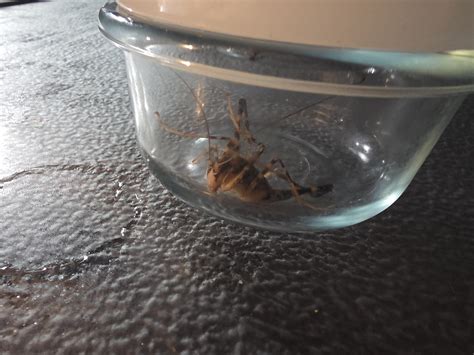 Unknown Bug Album On Imgur