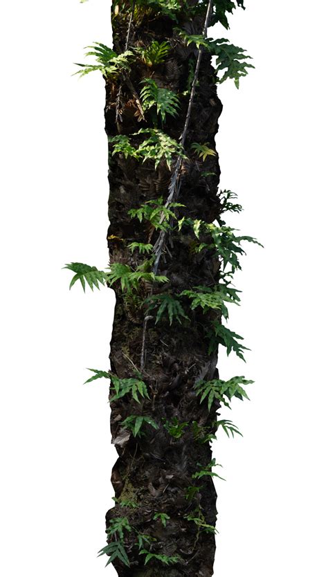 Tree Trunk Isolated With Fern Creeping Plants 26684910 PNG