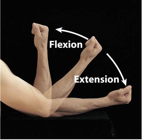 Psio 201 Lecture 18 Flashcards Quizlet