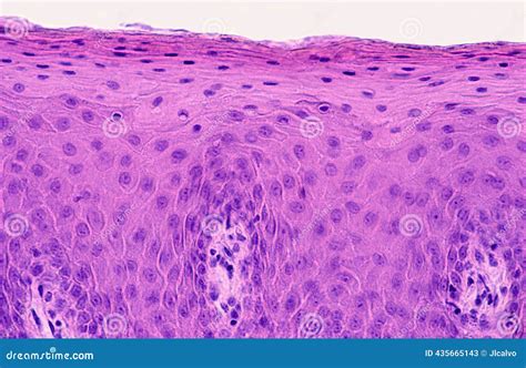 Non Keratinized Stratified Squamous Epithelium Royalty Free Stock Image