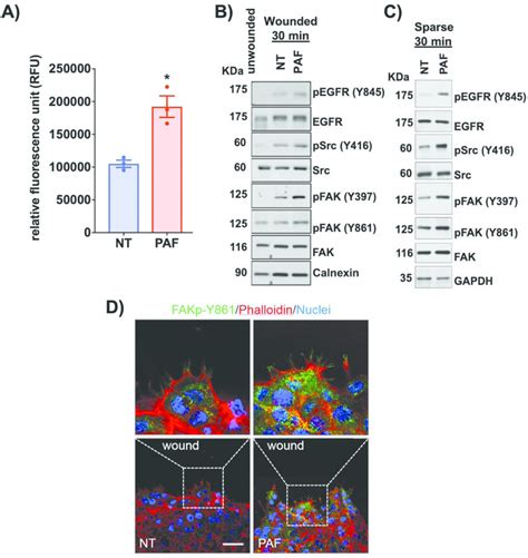 Paf Promotes Cell Migration Via Adam10 Mediated Activation Of Egfr Download Scientific Diagram