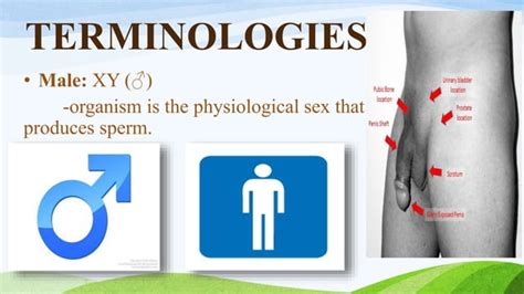 Gender And Sexualitysexpptx