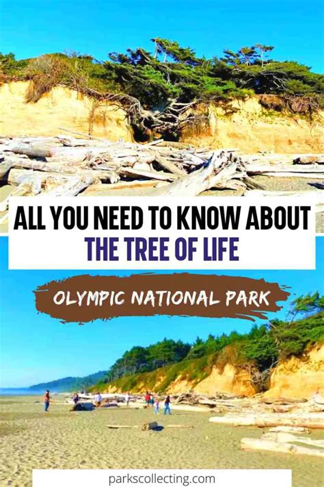 The Tree Of Life Washington State A Complete Guide