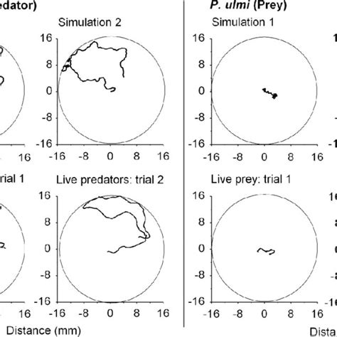 a flow diagram representing our simulation model of predator and prey