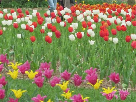Tiptoe Through The Tulips Photograph By Kathie Chicoine Fine Art America