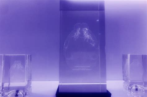 中科院脑智卓越中心举办“脑智科学节·2022” 中国科学院脑科学与智能技术卓越创新中心