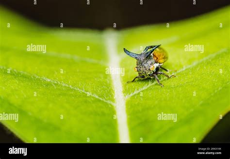 Close Up A Strange Treehopper Horned Tree Hopper On Green Leaf And Nature Background