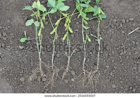 Pea Root Systems Soybean Photos Images And Pictures Shutterstock