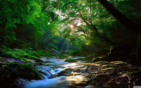 Beautiful Forest Landscape Wallpapers