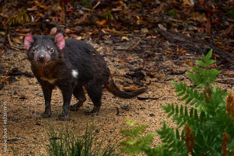 Tasmanian Devil Sarcophilus Harrisii Carnivorous Marsupial In The