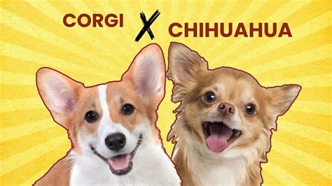 Corgi X Chihuahua Mix Guide To This Adorable Hybrid Youtube