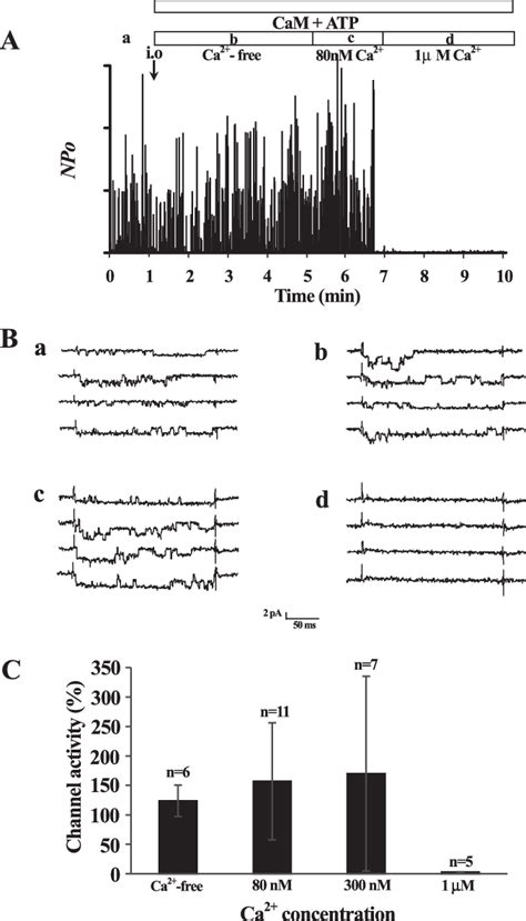 The Effect Of CaM On Channel Activity Is Ca 2 Dependent A Time Course Download Scientific