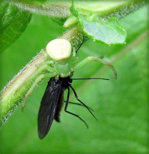Sciaridae