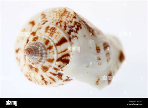 Bivalve Shell High Resolution Stock Photography And Images Alamy