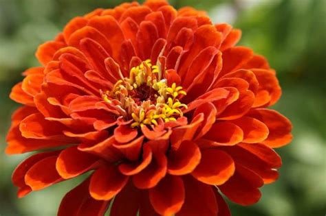 40 Types Of Red Flowers With Pictures Flower Glossary