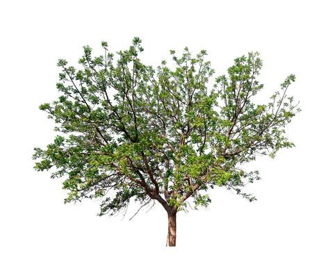 Tree Cartoon Stock Photos Images And Backgrounds For Free Download