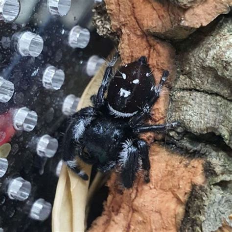 Jumping Spider Sexing And Maturity