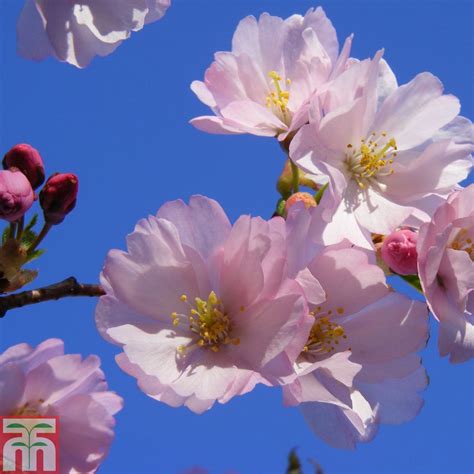 Prunus Accolade Flowering Cherry Tree Best Flower Site
